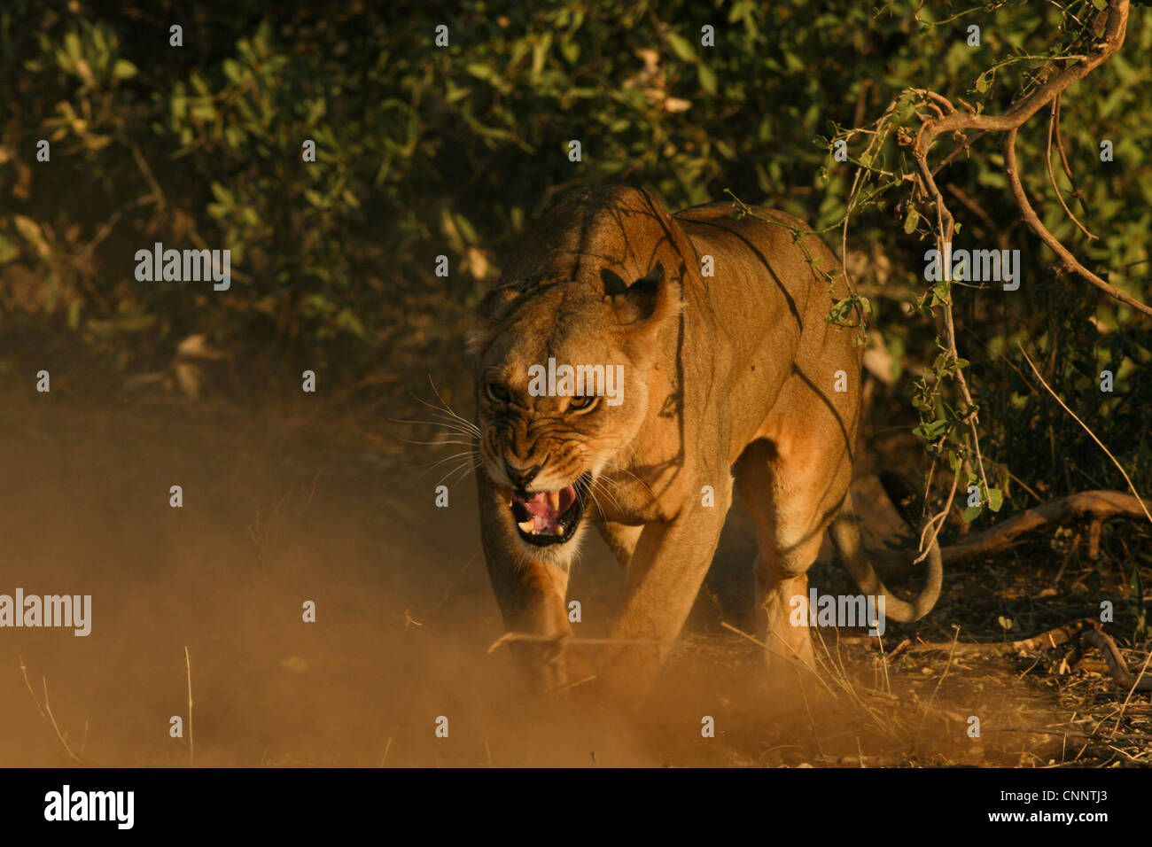 Snarling African lioness (Panthera leo) in Buffalo Springs National ...