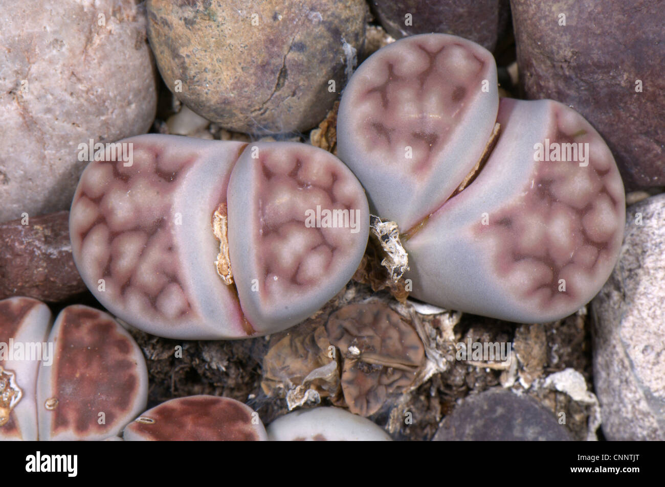 Living or flowering stones lithops sp hi-res stock photography and ...