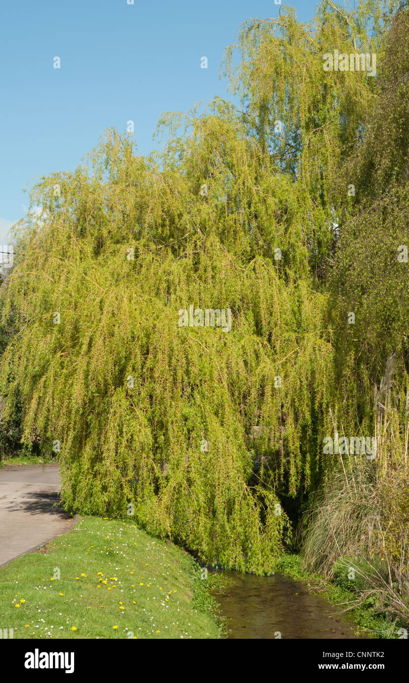 Weeping willow tree (Salix babylonica) on grassy bank and stream Stock Photo - Alamy