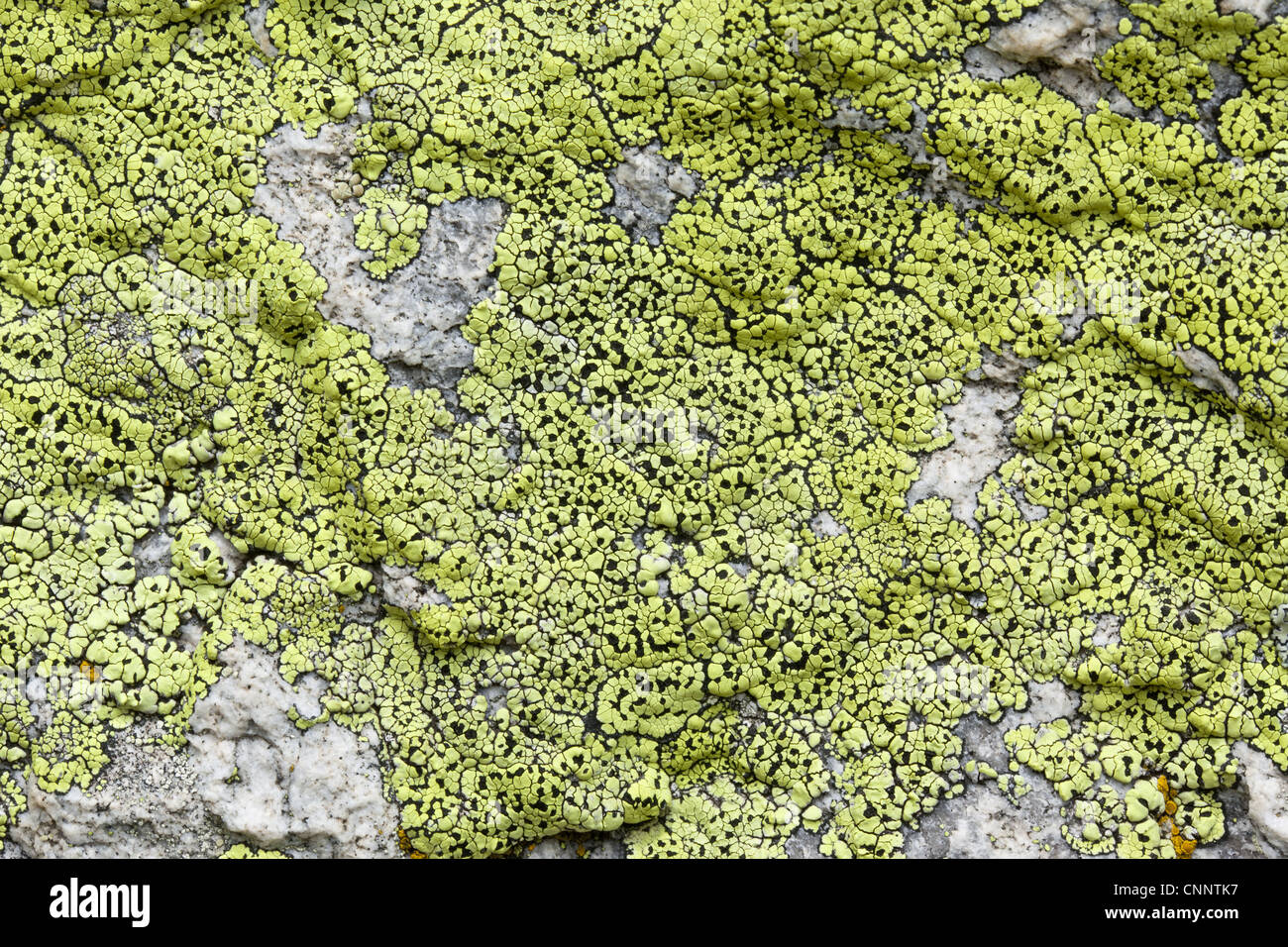 Crustaceous map hi-res stock photography and images - Alamy