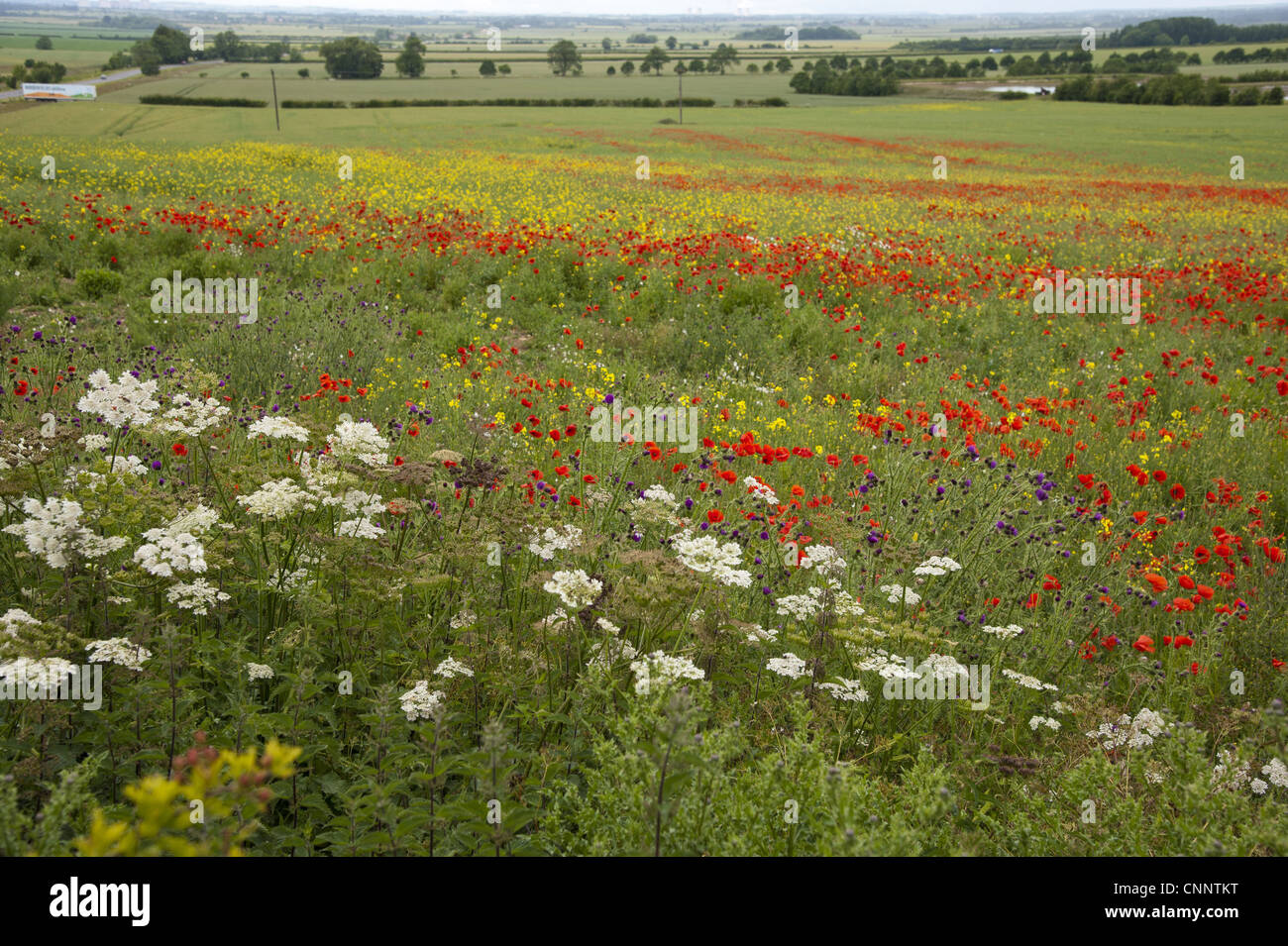 Mixed wildflowers including Corn Poppy Papaver rhoeas growing edge ...