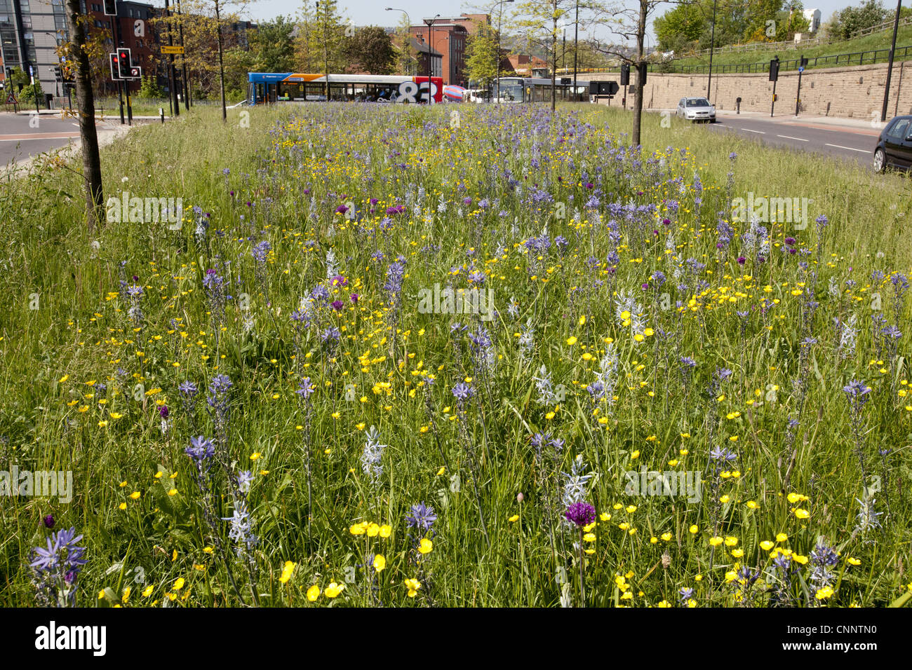 Mixed wildflowers planted in city centre, Sheffield, South Yorkshire ...