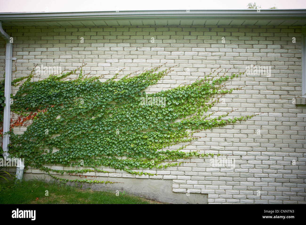 Ivy on Brick Wall, Bradford, Ontario, Canada Stock Photo - Alamy