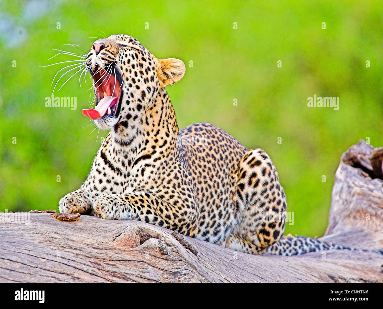 Maneater leopard hi-res stock photography and images - Alamy