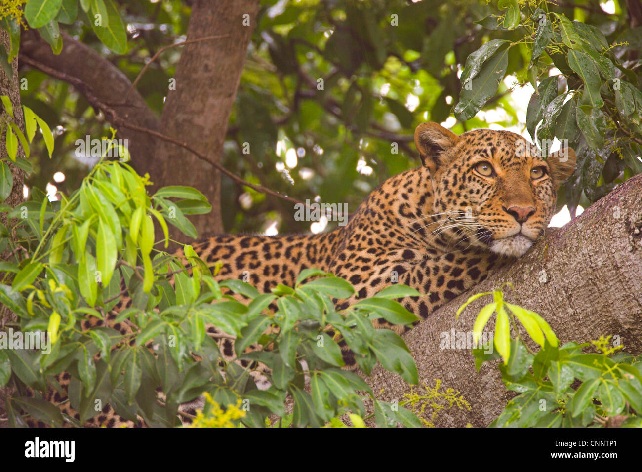 Maneater Leopard High Resolution Stock Photography and Images - Alamy
