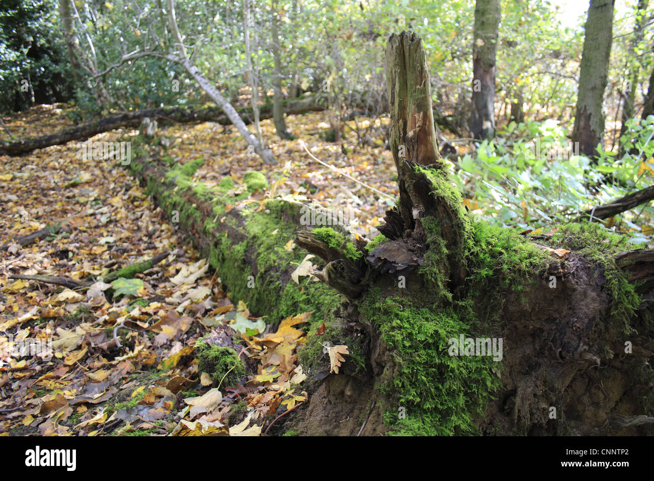 Moss growing on fallen tree trunk in woodland, Vicarage Plantation ...