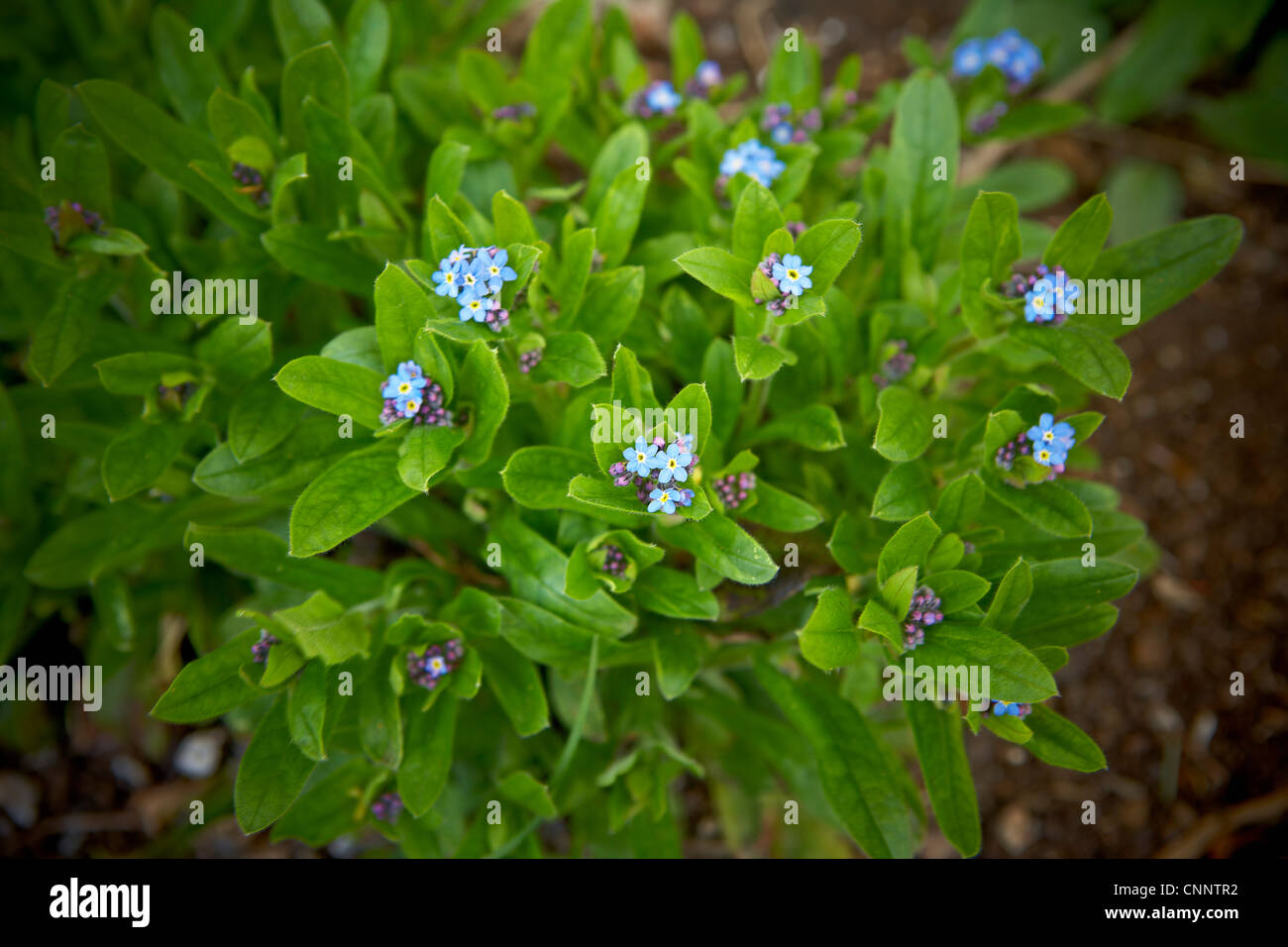 Forget me nots images hi-res stock photography and images - Alamy