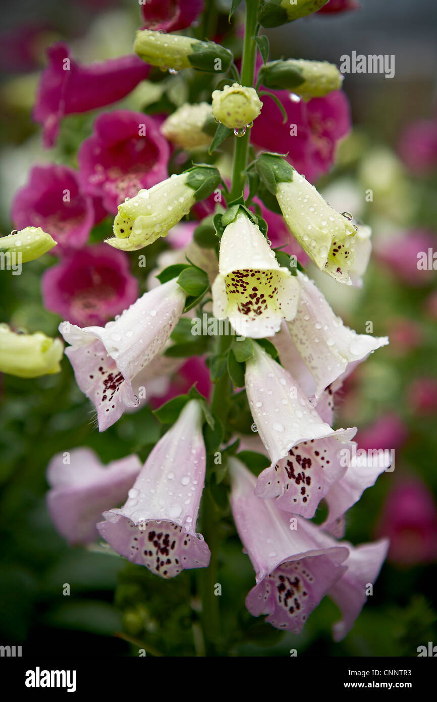 Side view of foxgloves hi-res stock photography and images - Alamy