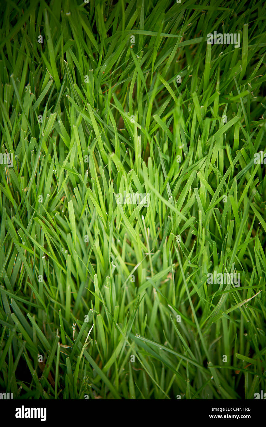 Grass, Bradford, Ontario, Canada Stock Photo - Alamy