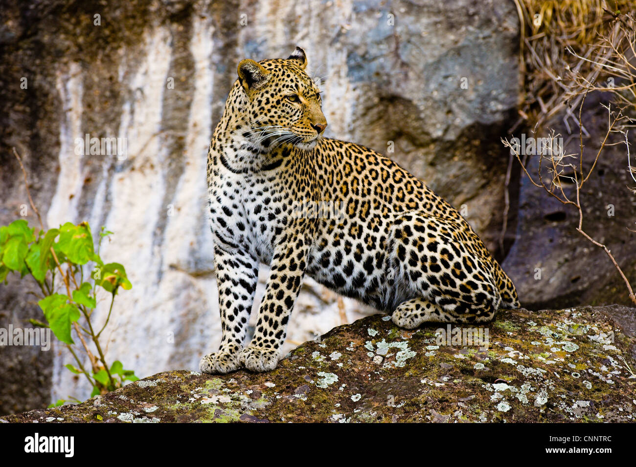 Maneater Leopard High Resolution Stock Photography and Images - Alamy