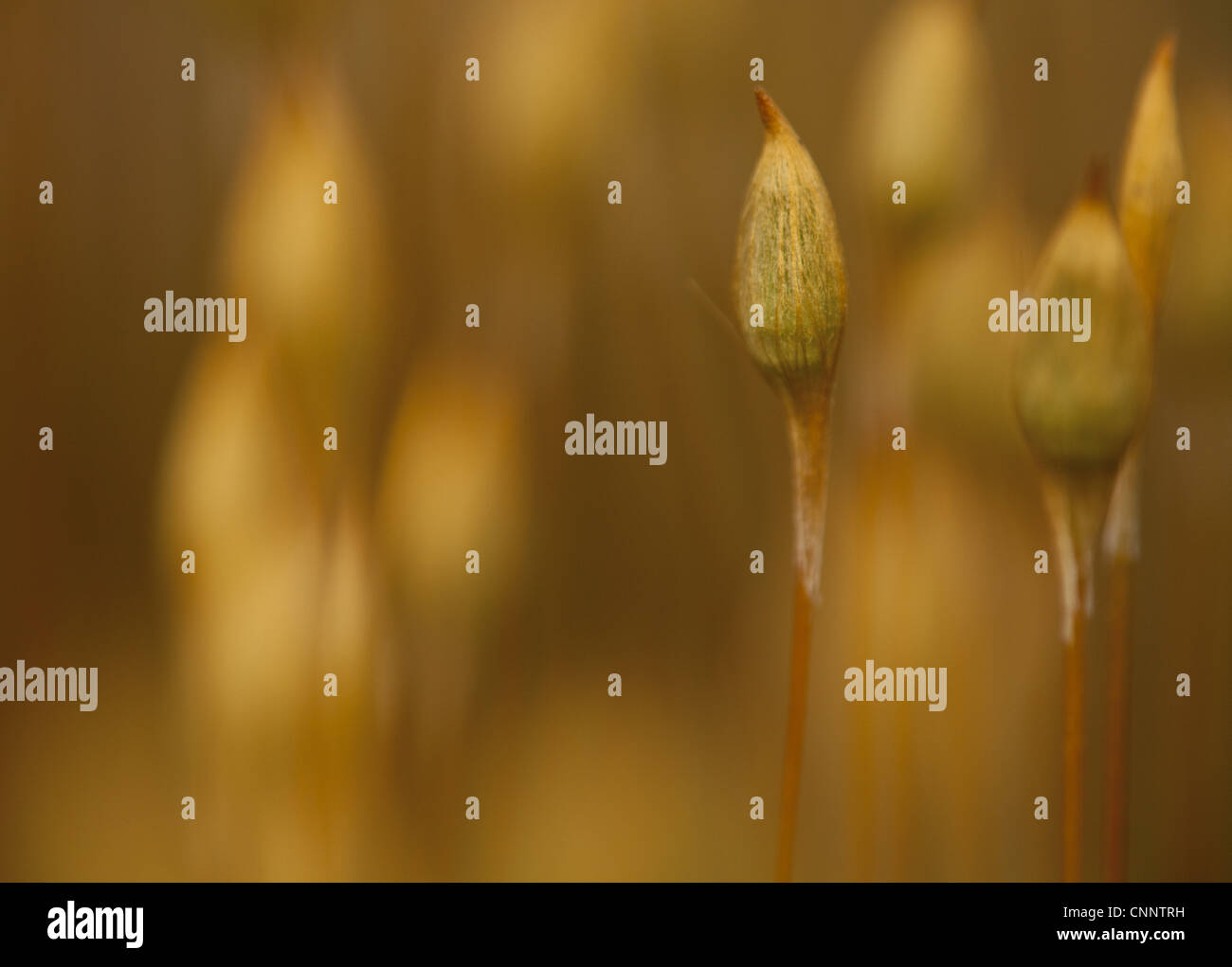 Polytrichum capsule hi-res stock photography and images - Alamy