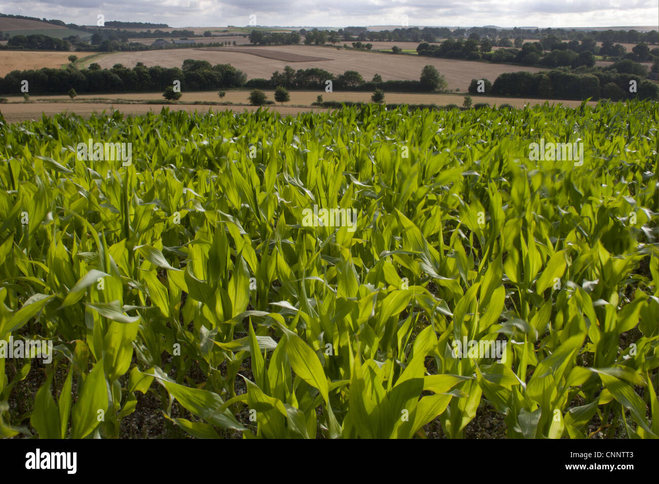 Zea growing uk hi-res stock photography and images - Alamy