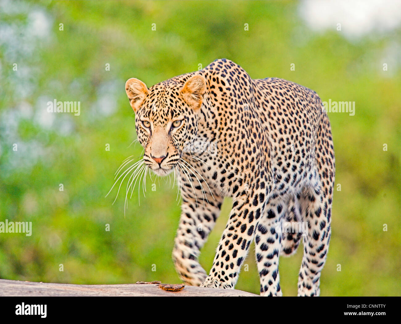 Adult leopard (Panthera pardus) on a dead tree in Samburu National Park ...