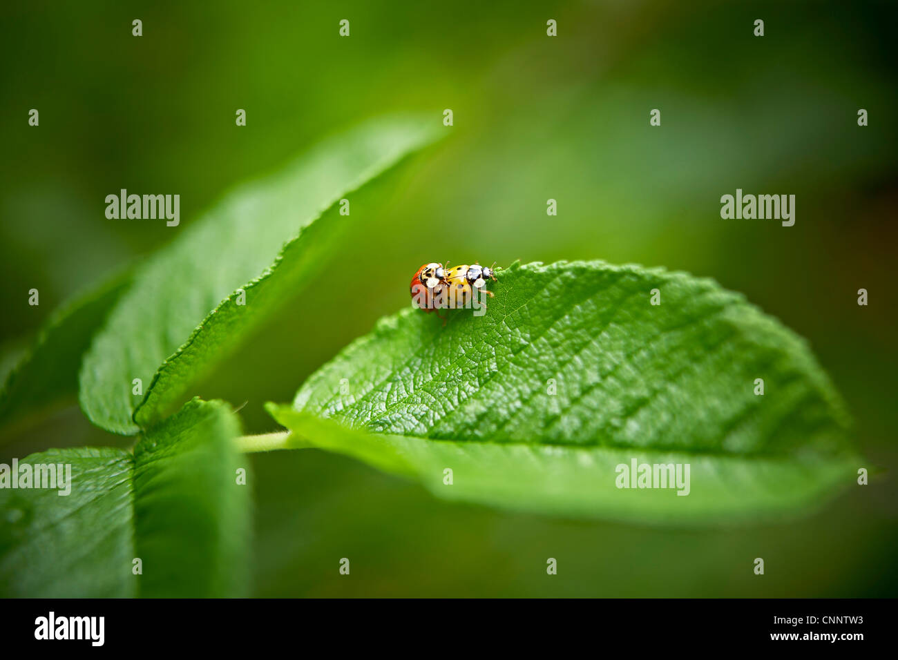 Ladybugs Mating on Leaf, Bradford, Ontario, Canada Stock Photo - Alamy