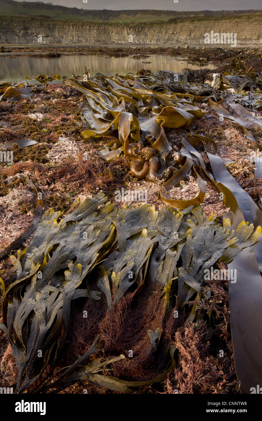 Seaweeds rockpools low tide kimmeridge hi-res stock photography and ...