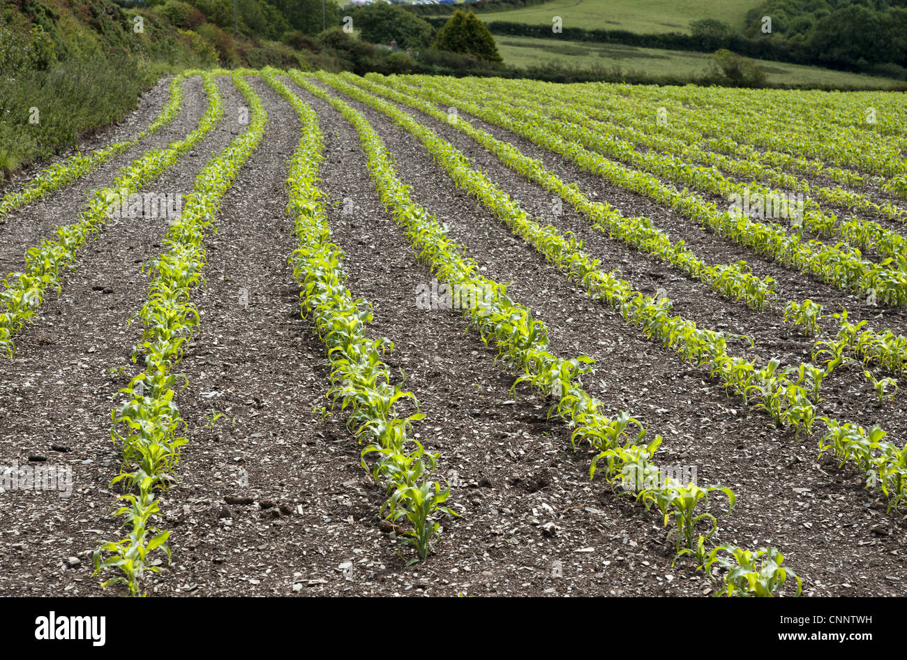 Maize (Zea mays) crop, grown for silage, rows in field, Wadebrisge ...