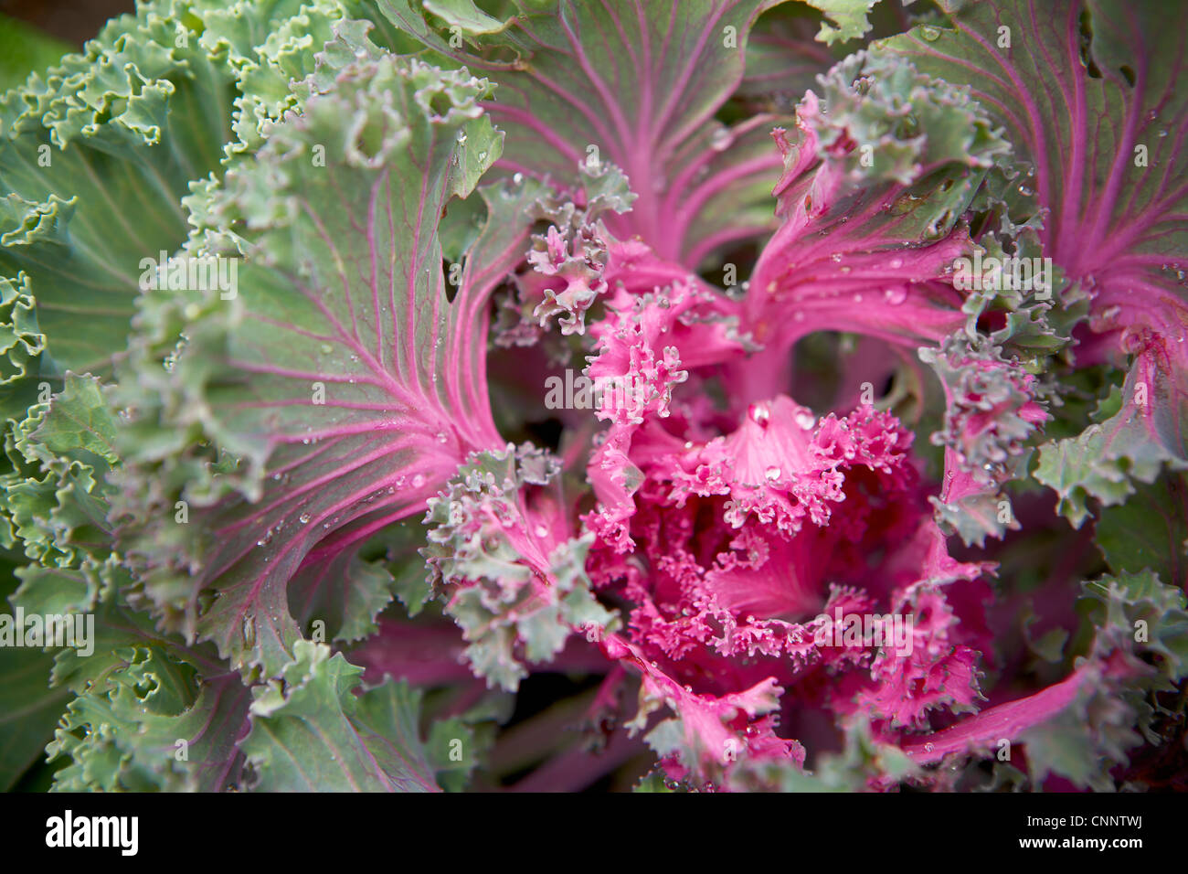Ornamental Kale Bradford Ontario Canada Stock Photo Alamy