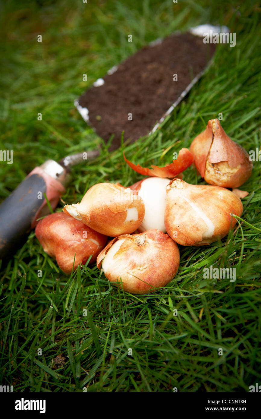 Tulip bulbs hi-res stock photography and images - Alamy