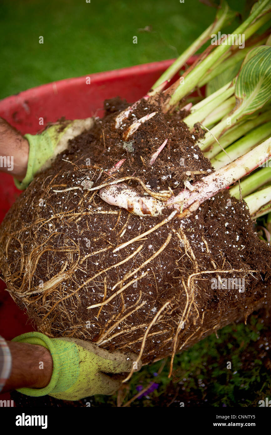 Hosta Root Ball in Wheelbarrow, Bradford, Ontario, Canada Stock Photo ...