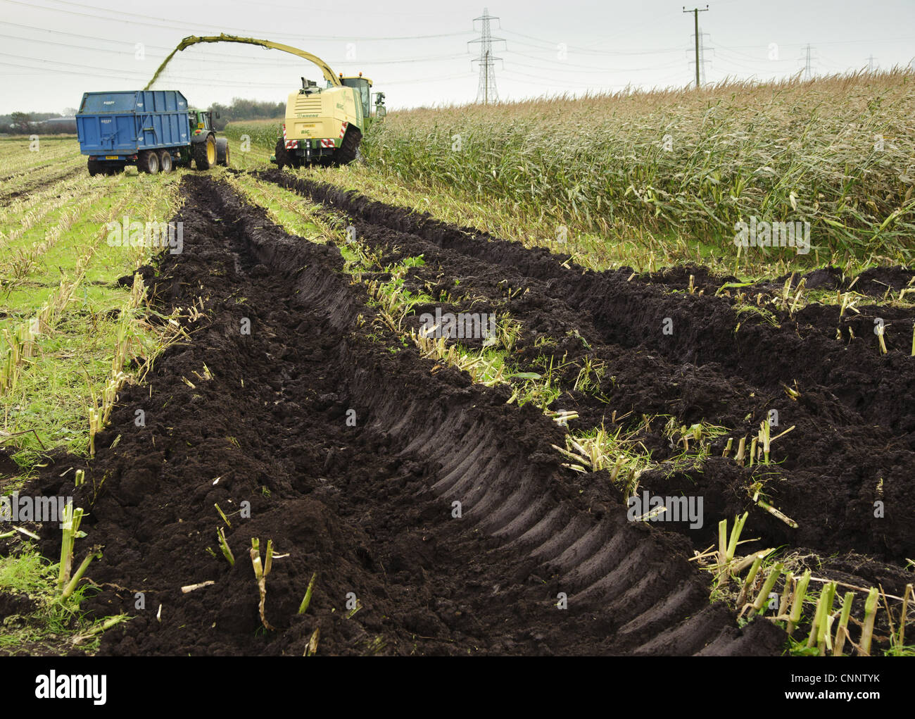 Maize Zea mays Duo crop soil field cut up during harvest because wet ...