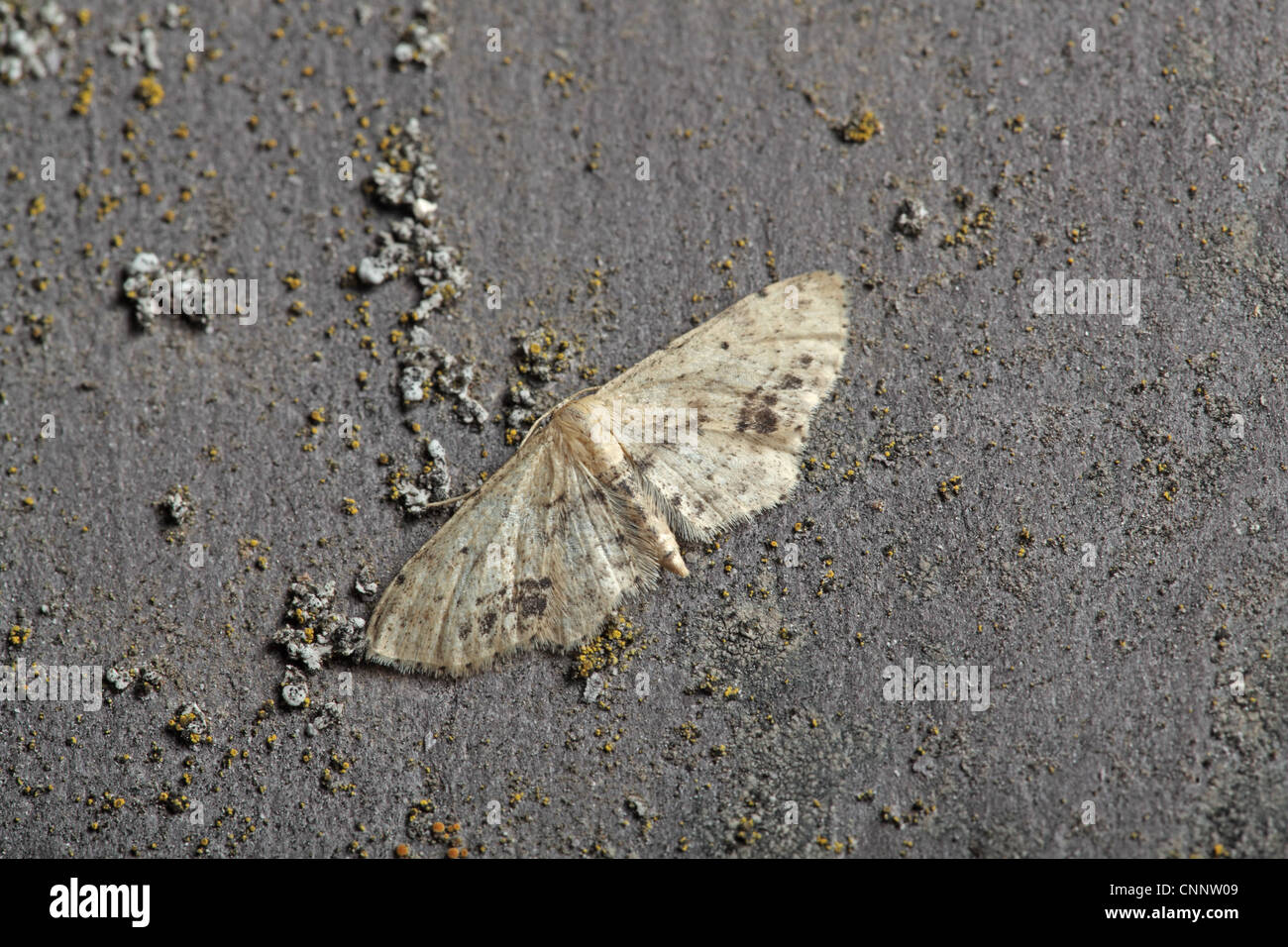 Single Dotted Wave, Idaea dimidiata Stock Photo - Alamy