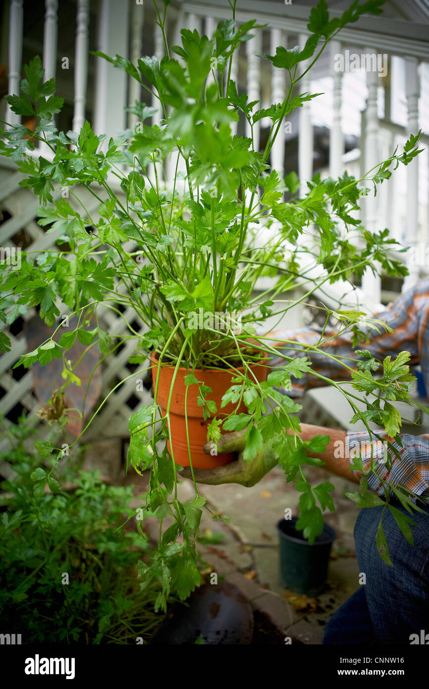 Herb potager garden hi-res stock photography and images - Alamy