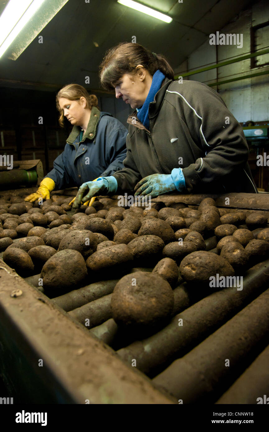 Potato (Solanum tuberosum) crop, workers sorting harvested tubers ...