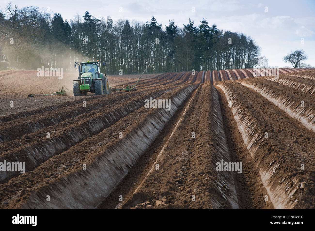 Potato (Solanum tuberosum) crop, tractor ridging field ready for ...