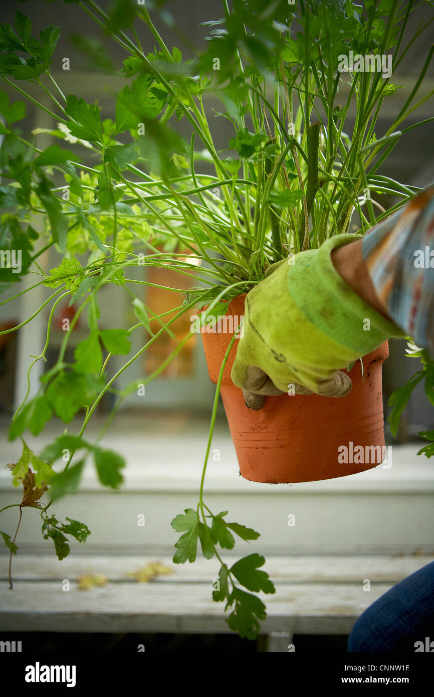 Herb potager garden hi-res stock photography and images - Alamy