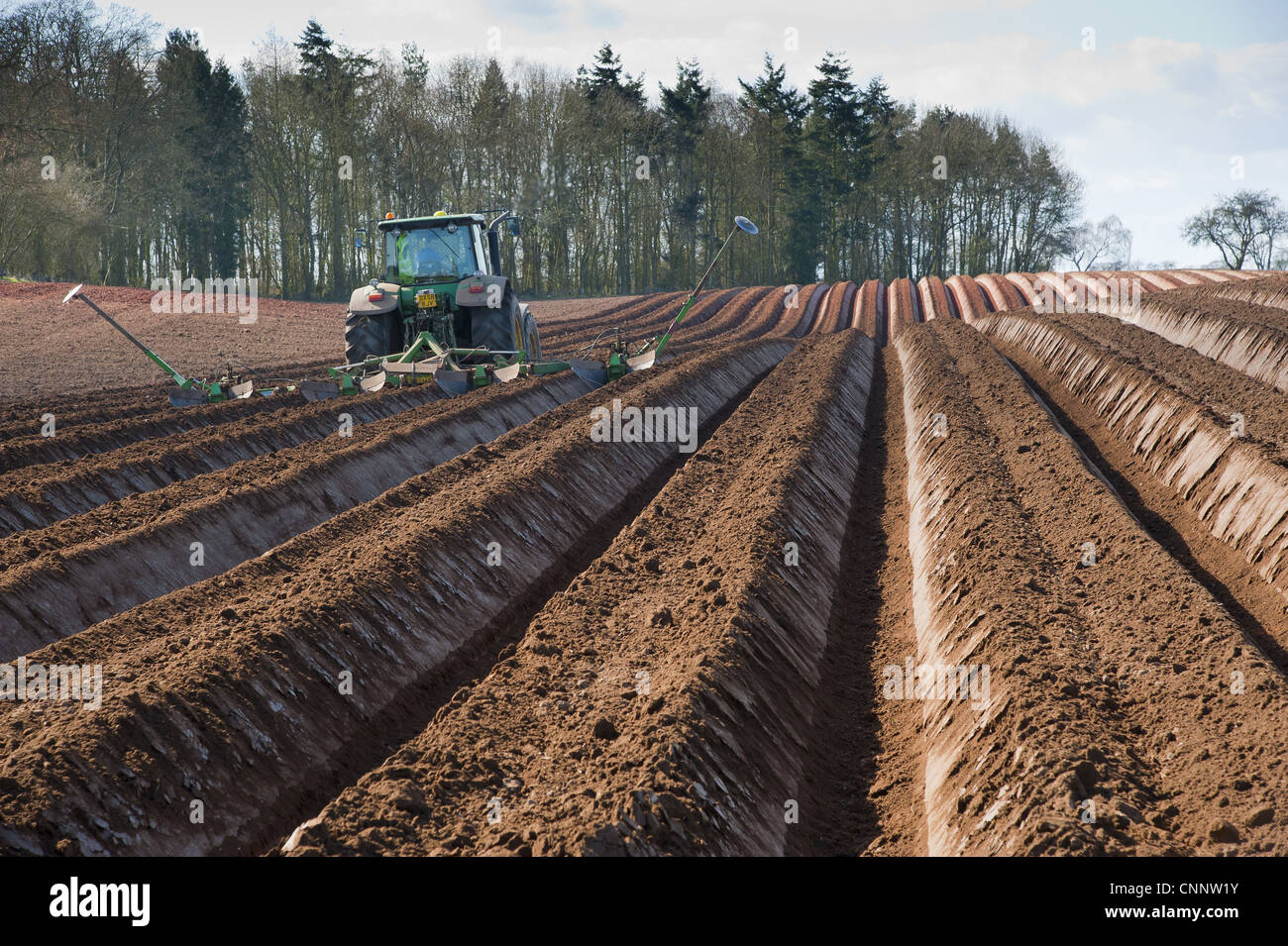 Potato (Solanum tuberosum) crop, tractor ridging field ready for ...