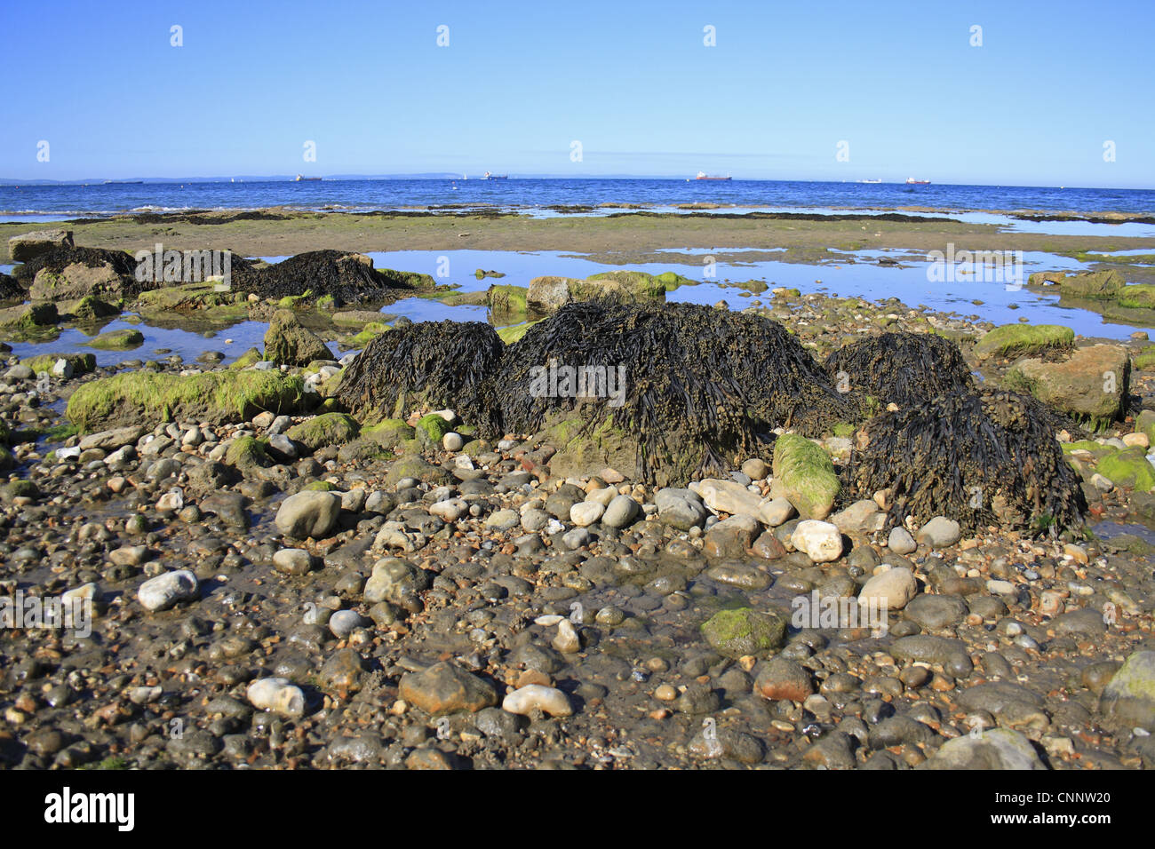 Bladderwrack seaweed on english beach hi-res stock photography and ...