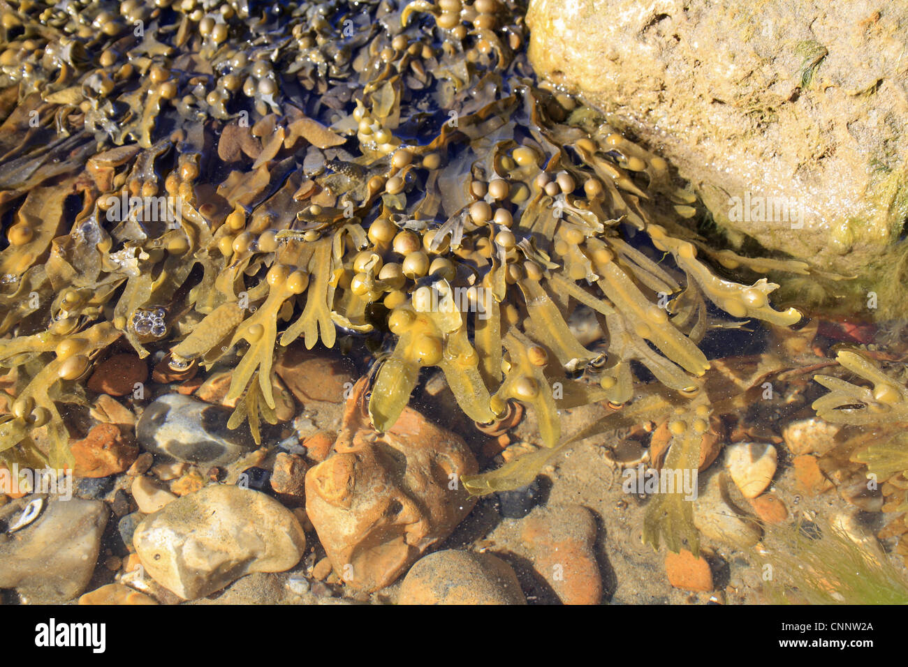 Bladder Wrack Fucus vesiculosus fronds air bladders floating surface ...