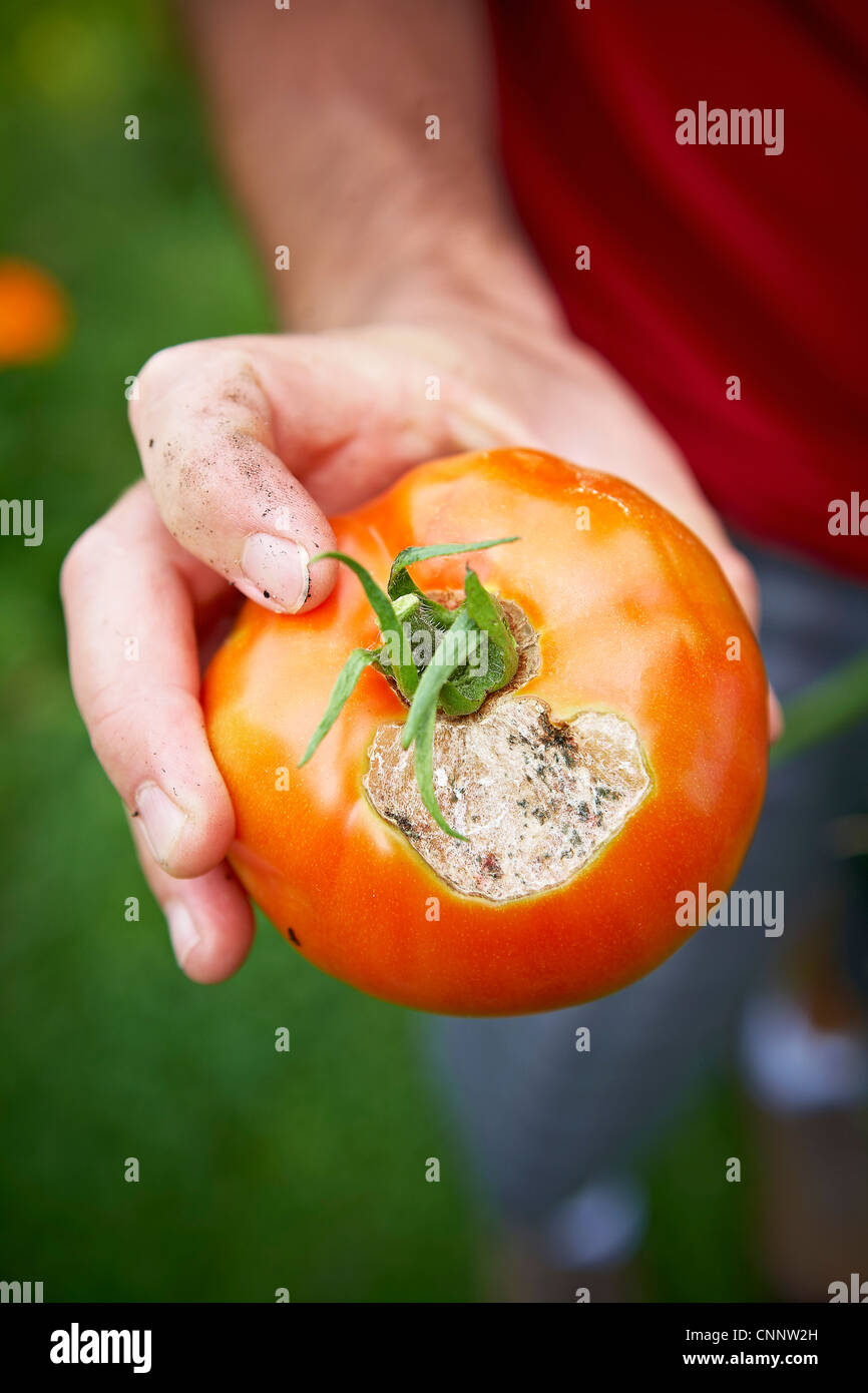 Something rotten hi-res stock photography and images - Alamy