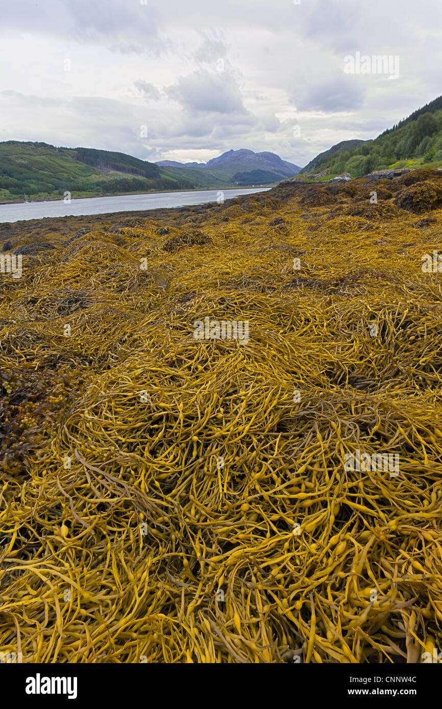Knotted wrack algae hi-res stock photography and images - Alamy