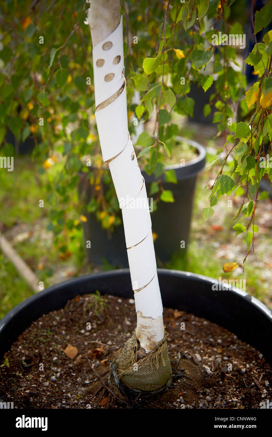 Tree planting canada hi-res stock photography and images - Alamy