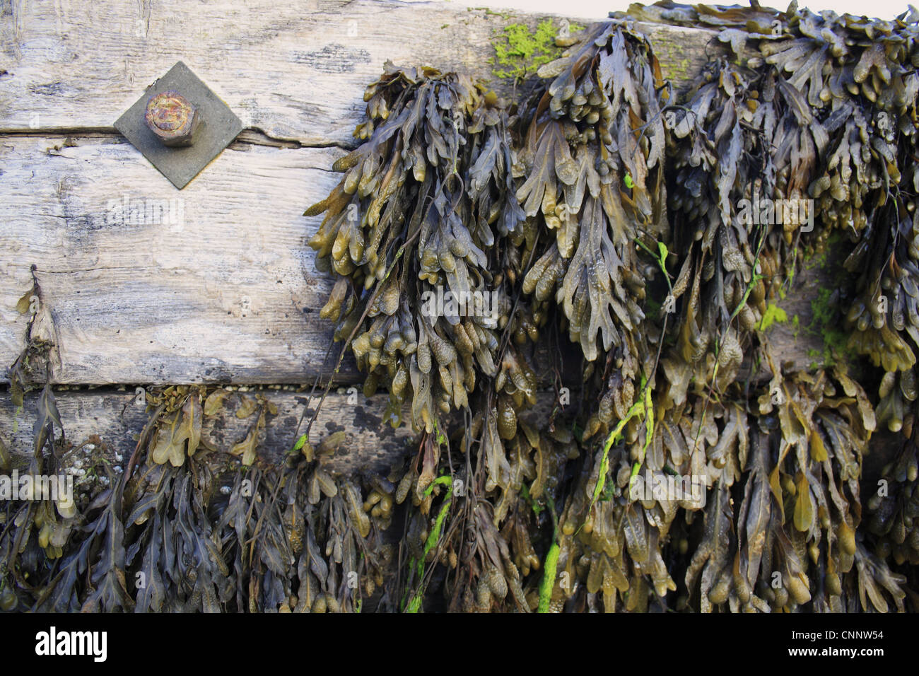 Flat Wrack (Fucus spiralis) fronds, on exposed groyne at low tide ...