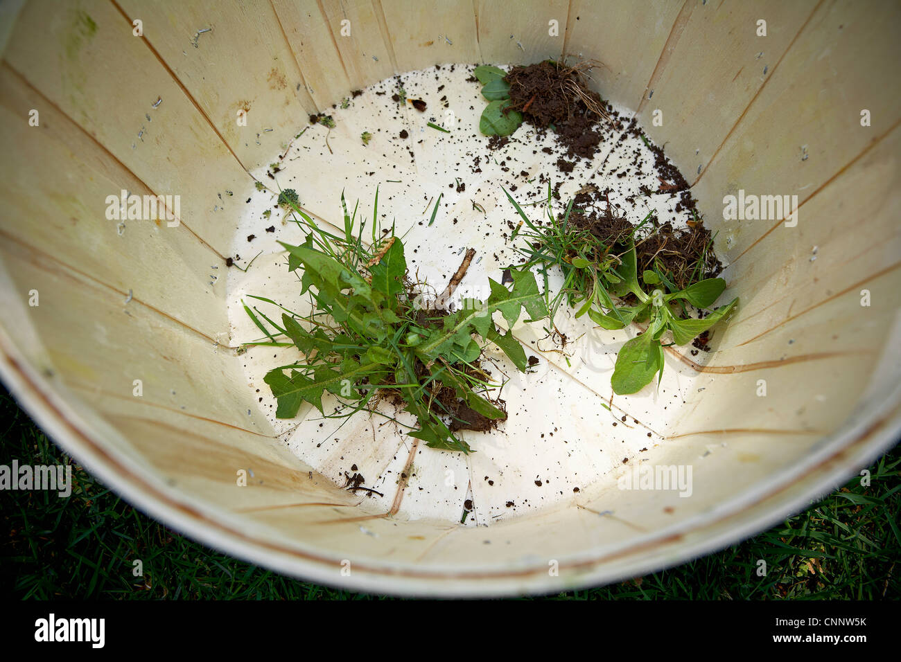 Weeds in Wooden Bucket, Bradford, Ontario, Canada Stock Photo - Alamy