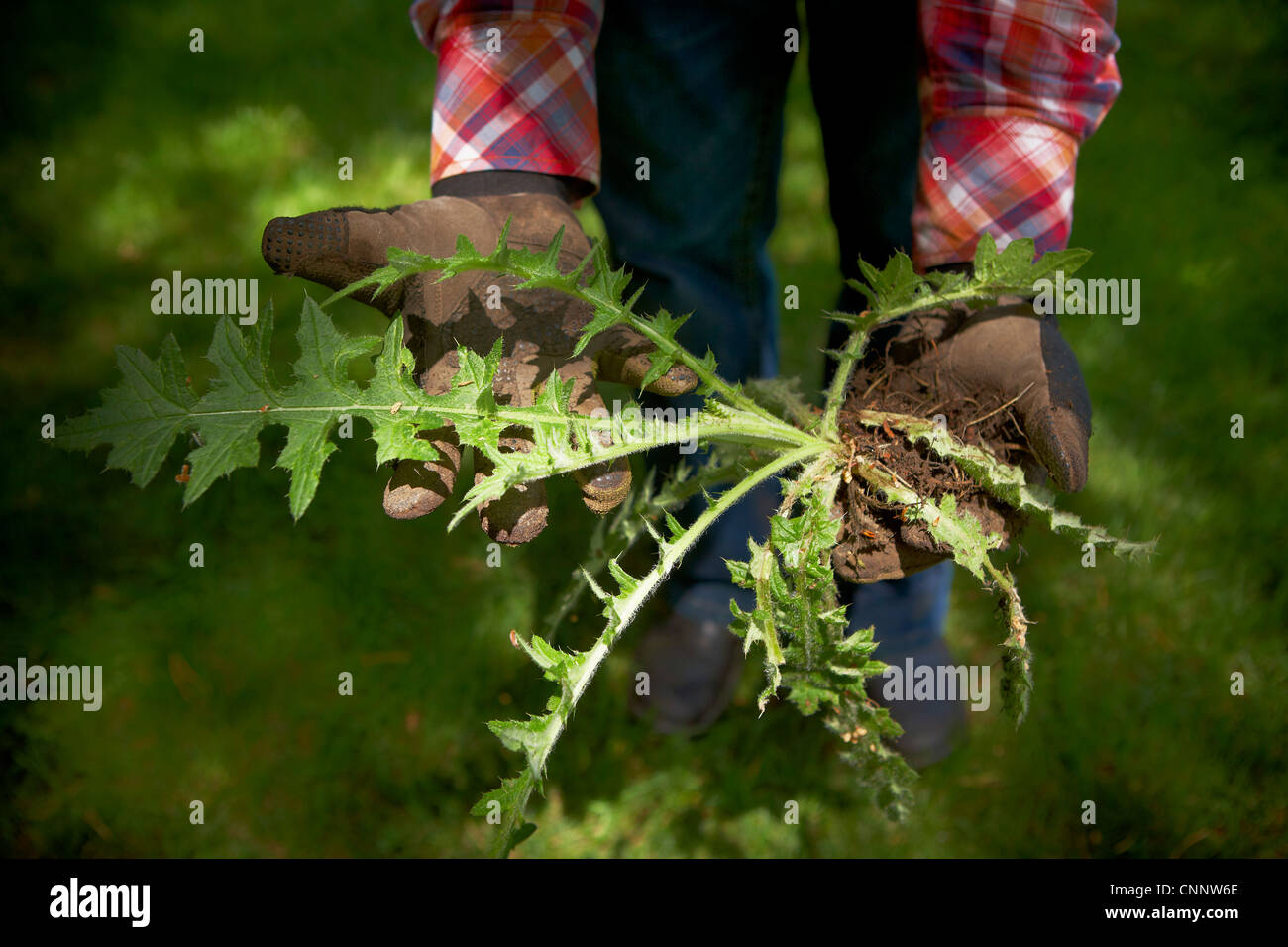 Man with a thistle hi-res stock photography and images - Alamy