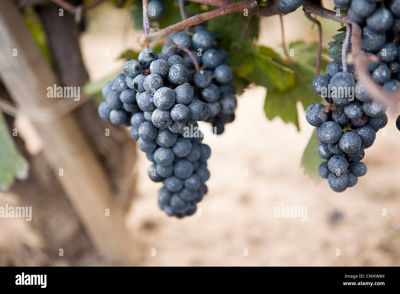 Grapes in Vineyard, Niagara REgion, Ontario, Canada Stock Photo - Alamy