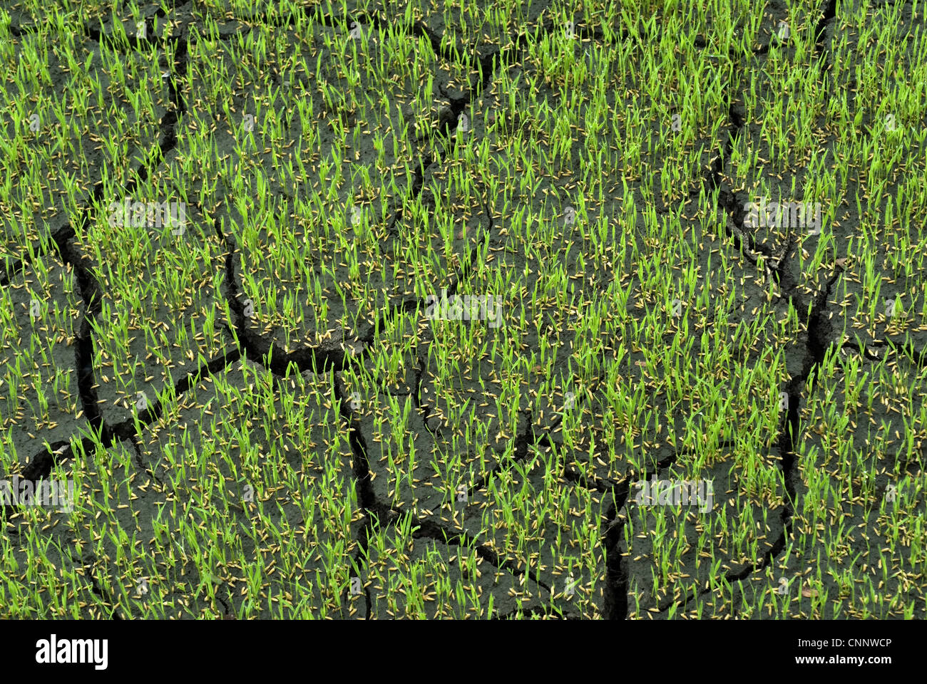 Rice (Oryza sativa) crop, germinating seeds in paddyfield, Theni, Tamil ...