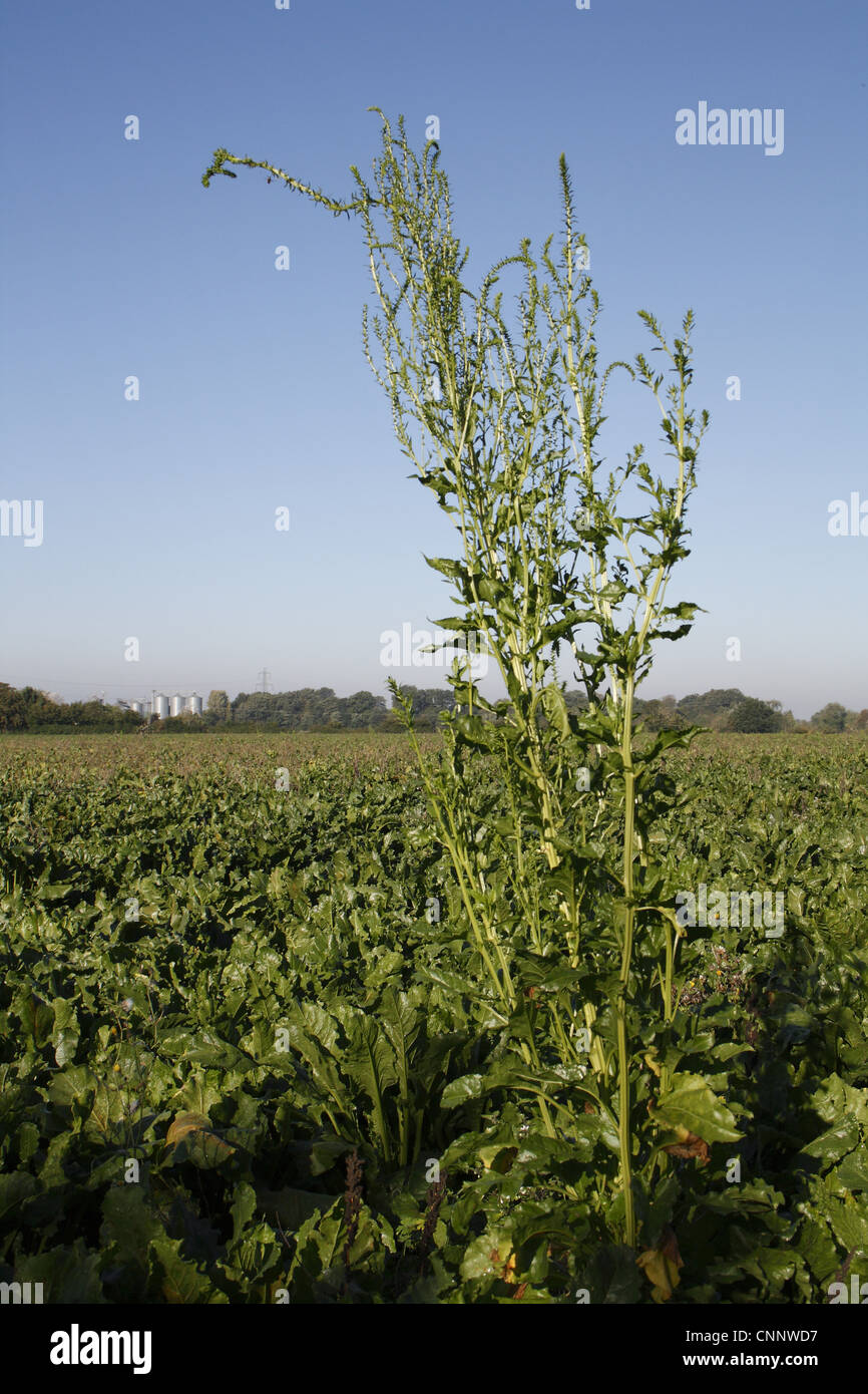 Beetroot Plant Flower