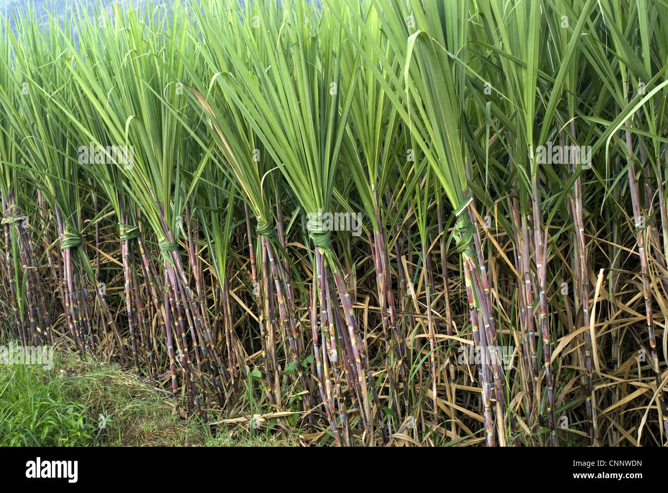 Indian Sugar Cane Plant