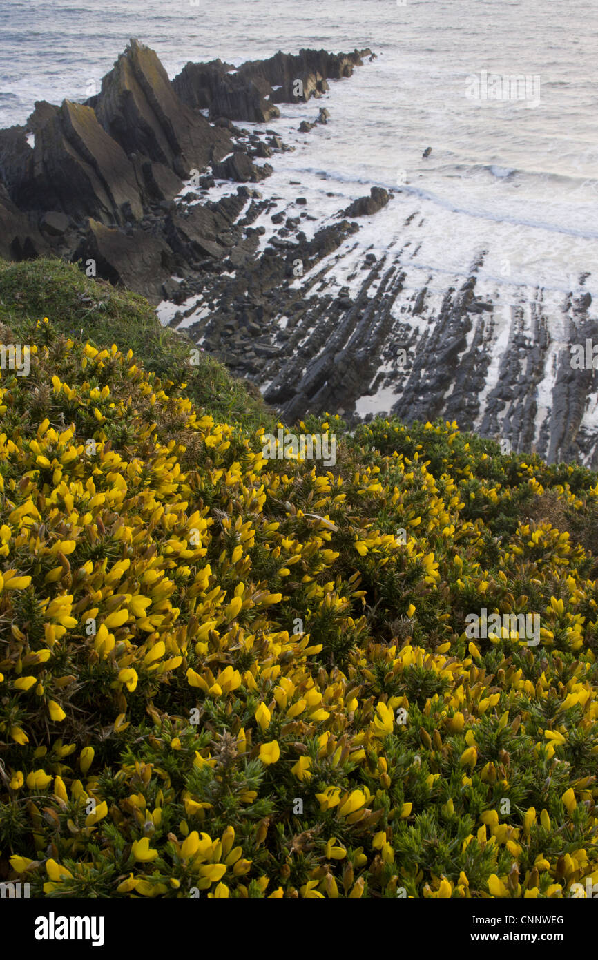 Common Gorse (Ulex europaeus) flowering, growing on clifftop habitat ...