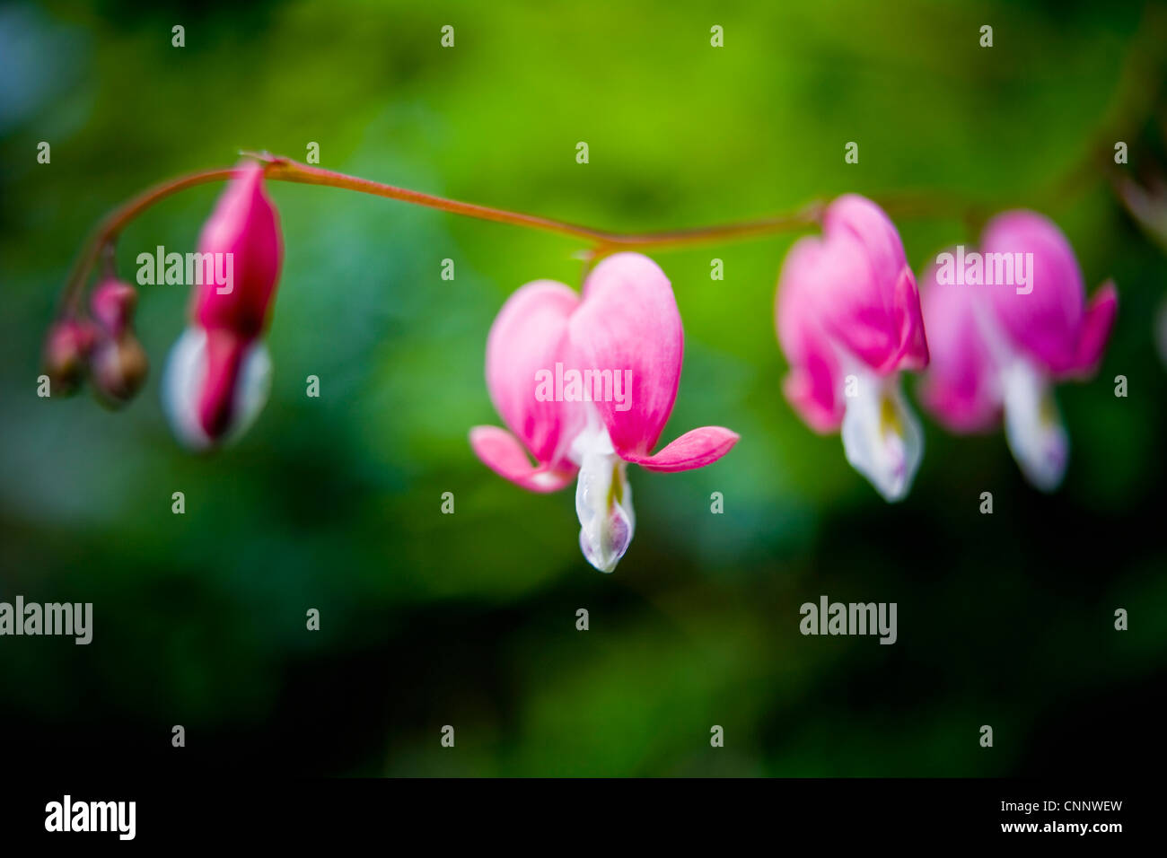 Bleeding hearts ontario canada hi-res stock photography and images - Alamy