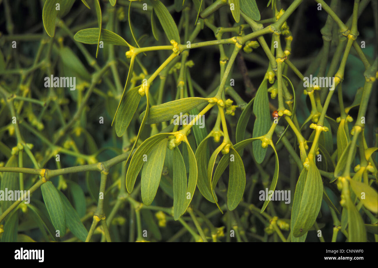Mistletoe (Viscum album) Growing on apple tree Stock Photo - Alamy