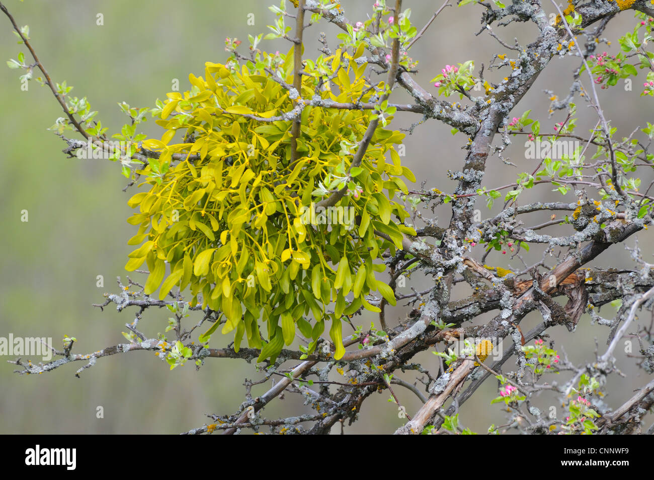 Mistletoe (Viscum album) growing in tree with flowerbuds, Italy, april ...