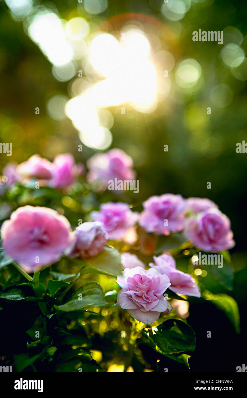 Shannon rose hi-res stock photography and images - Alamy