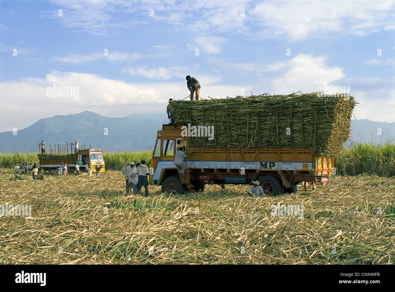 Sugarcane truck transport agriculture hi-res stock photography and ...