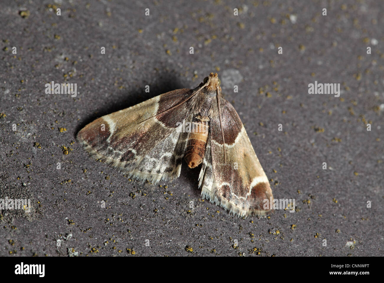 Meal Moth, Pyralis farinalis Stock Photo - Alamy