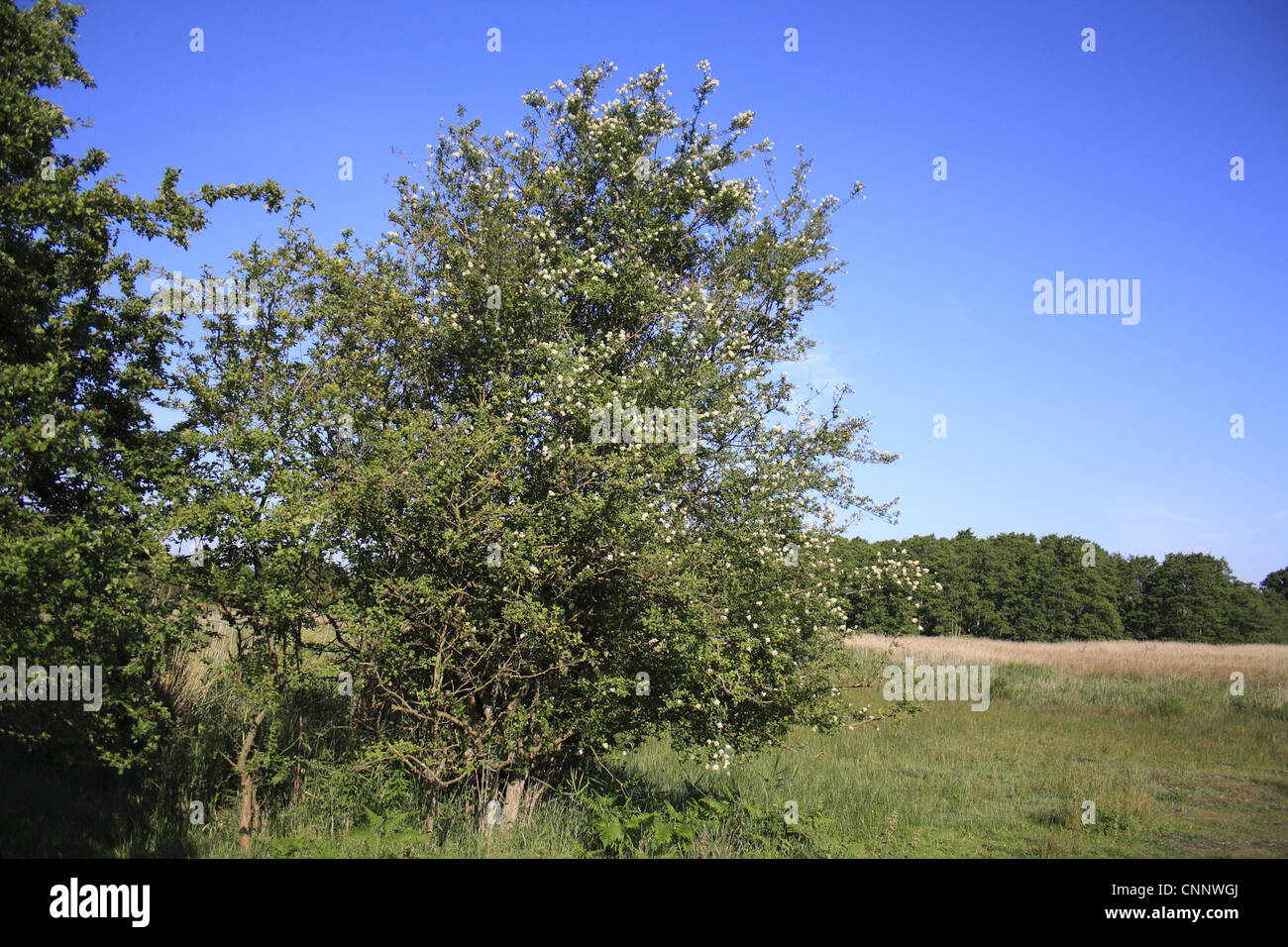 Wild Privet Ligustrum vulgare habit growing valley fen reserve habitat ...